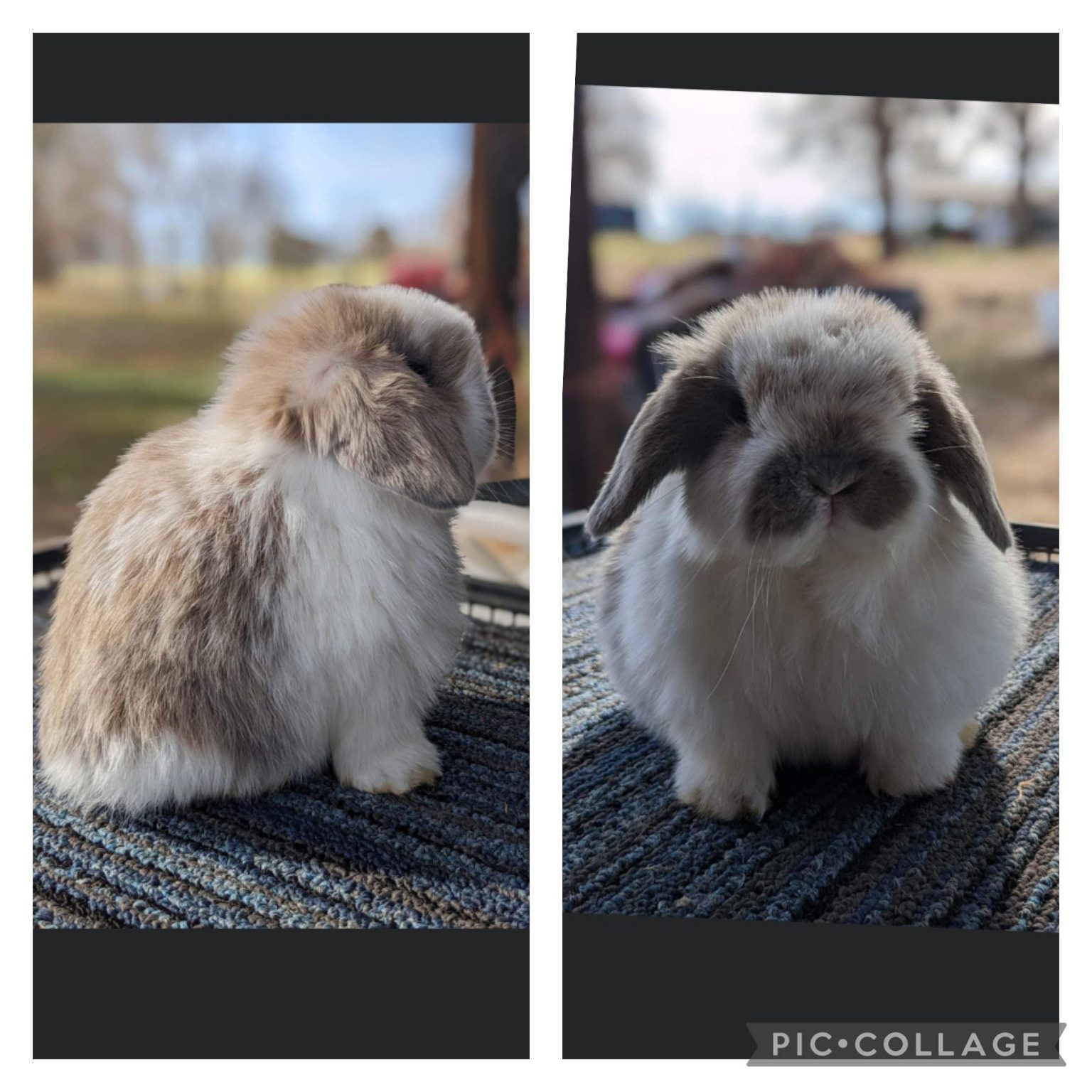 Our Bunnies – Happy Hollands Rabbitry